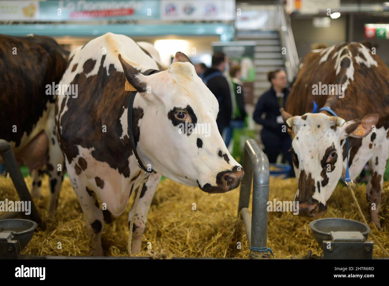Norman cow hi-res stock photography and images - Alamy