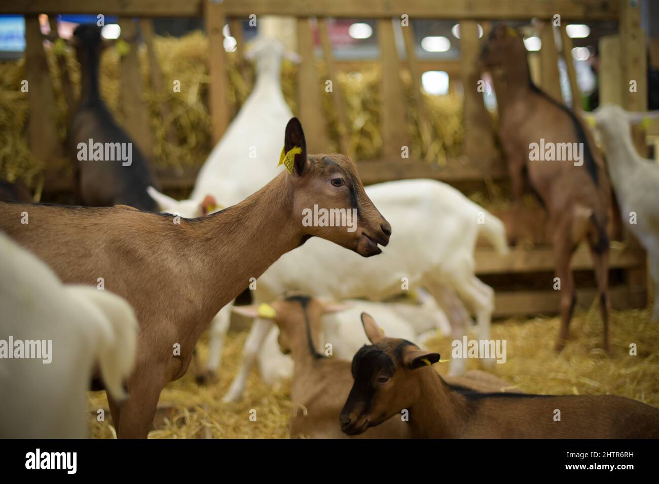 alpine breed goat at the agricultural show in Paris Stock Photo - Alamy