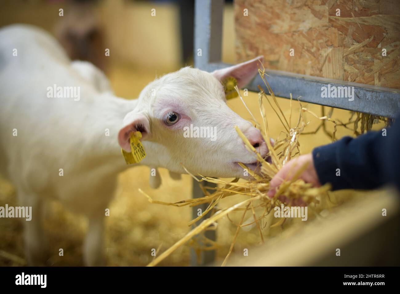 alpine breed goat at the agricultural show in Paris Stock Photo - Alamy