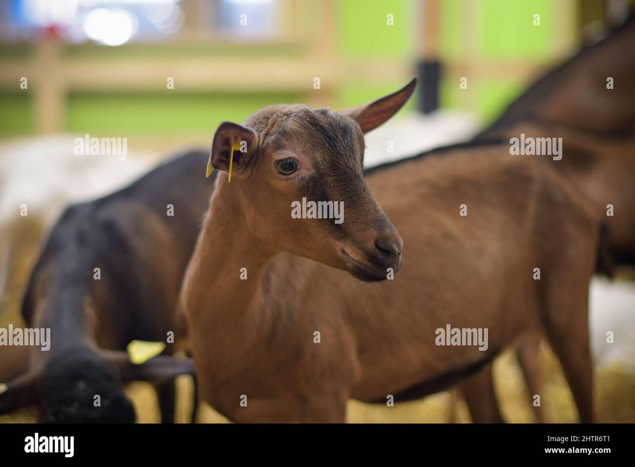 Alpine goat breed hi-res stock photography and images - Alamy