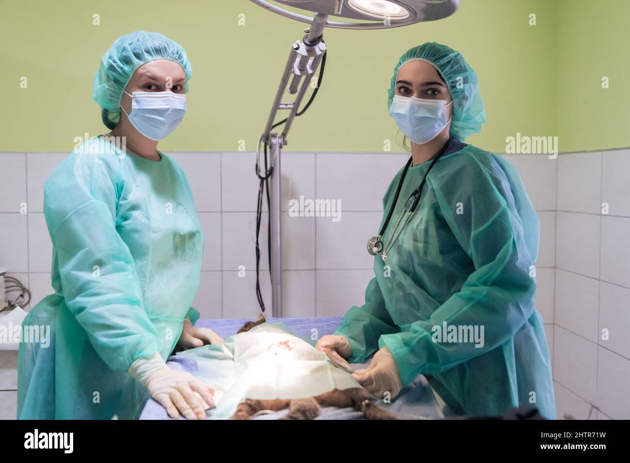Real abdominal surgery on a cat in a hospital setting Stock Photo - Alamy