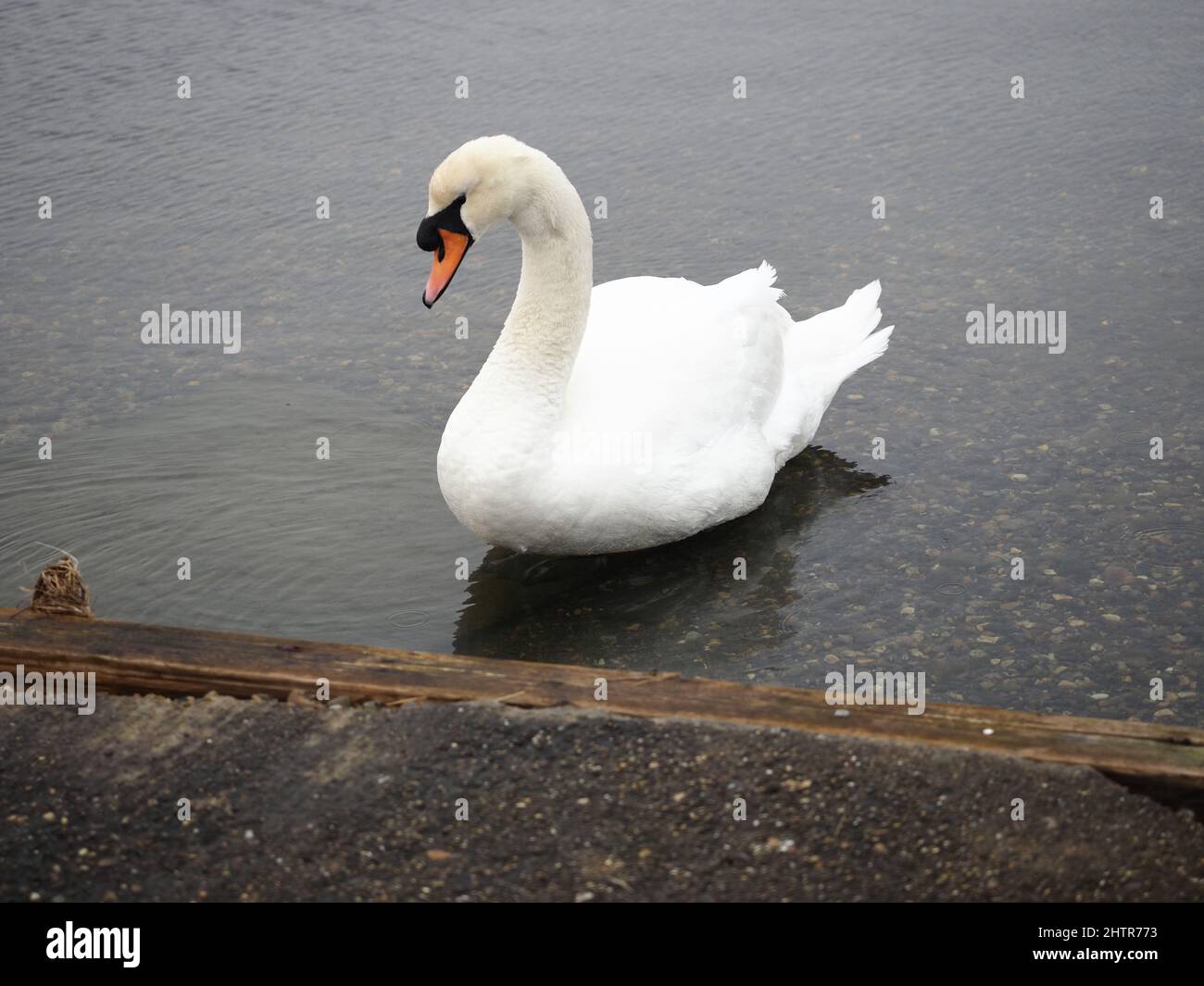 Rspca closure hi-res stock photography and images - Alamy