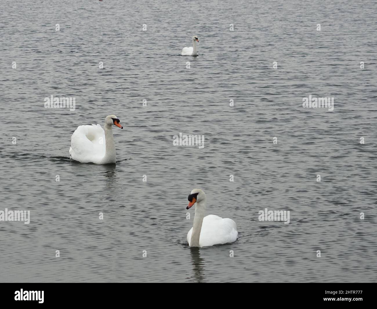 Sheerness, Kent, UK. 3rd Mar, 2022. A local 'wildlife champion' of ...