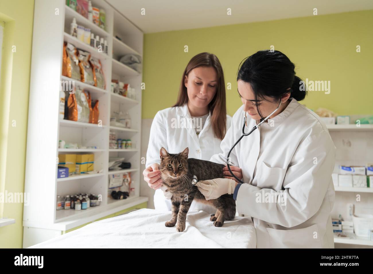 Veterinary team for treating sick cats, Maintain animal health Concept ...