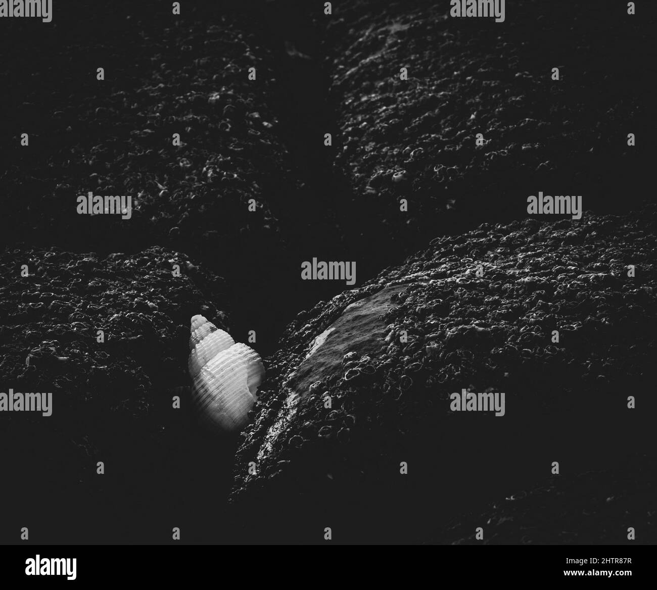 Grayscale shot of a shell in between rocks Stock Photo - Alamy