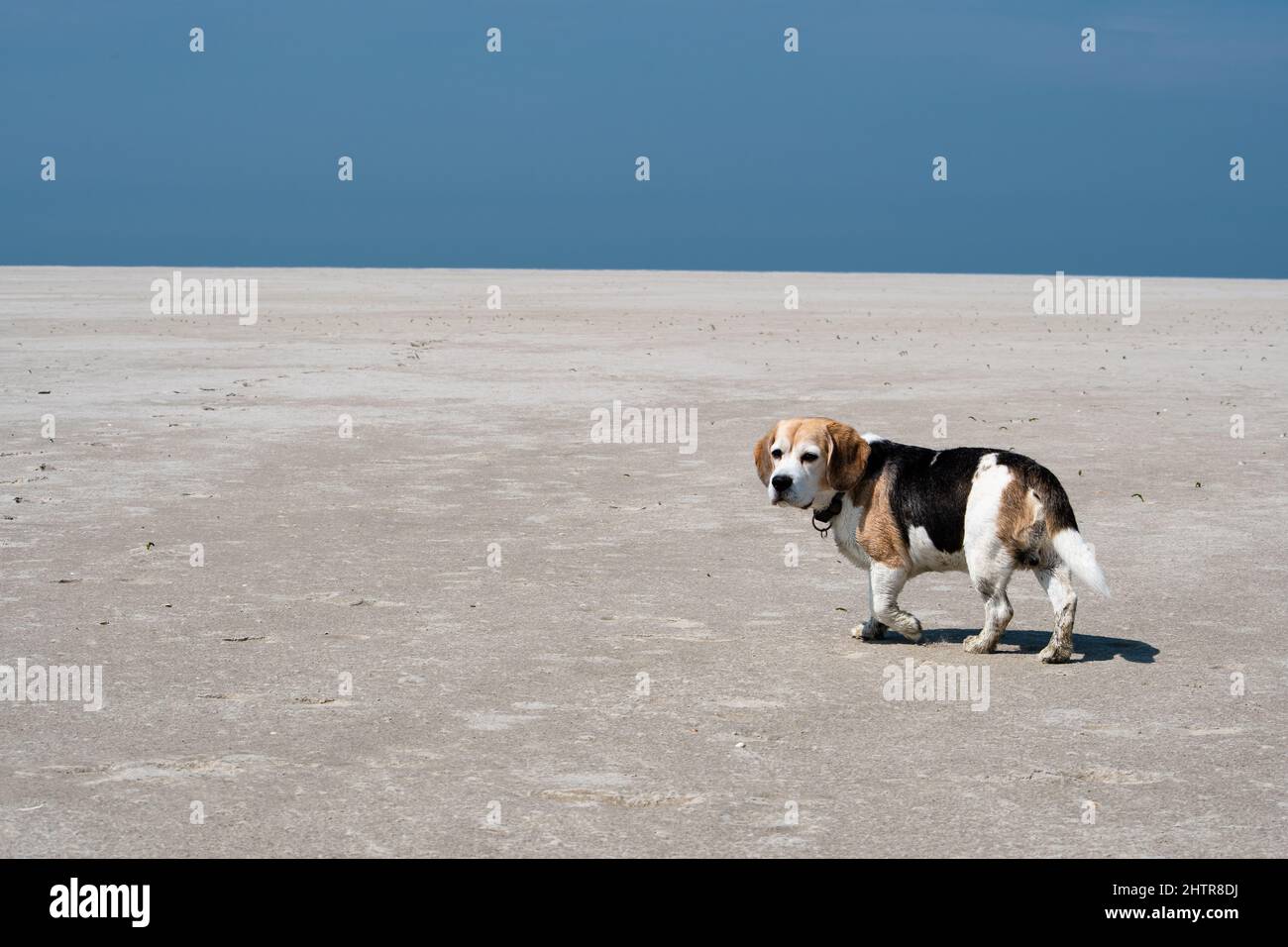 nine year old beagle on the huge beach in St. Peter Ording Stock Photo ...