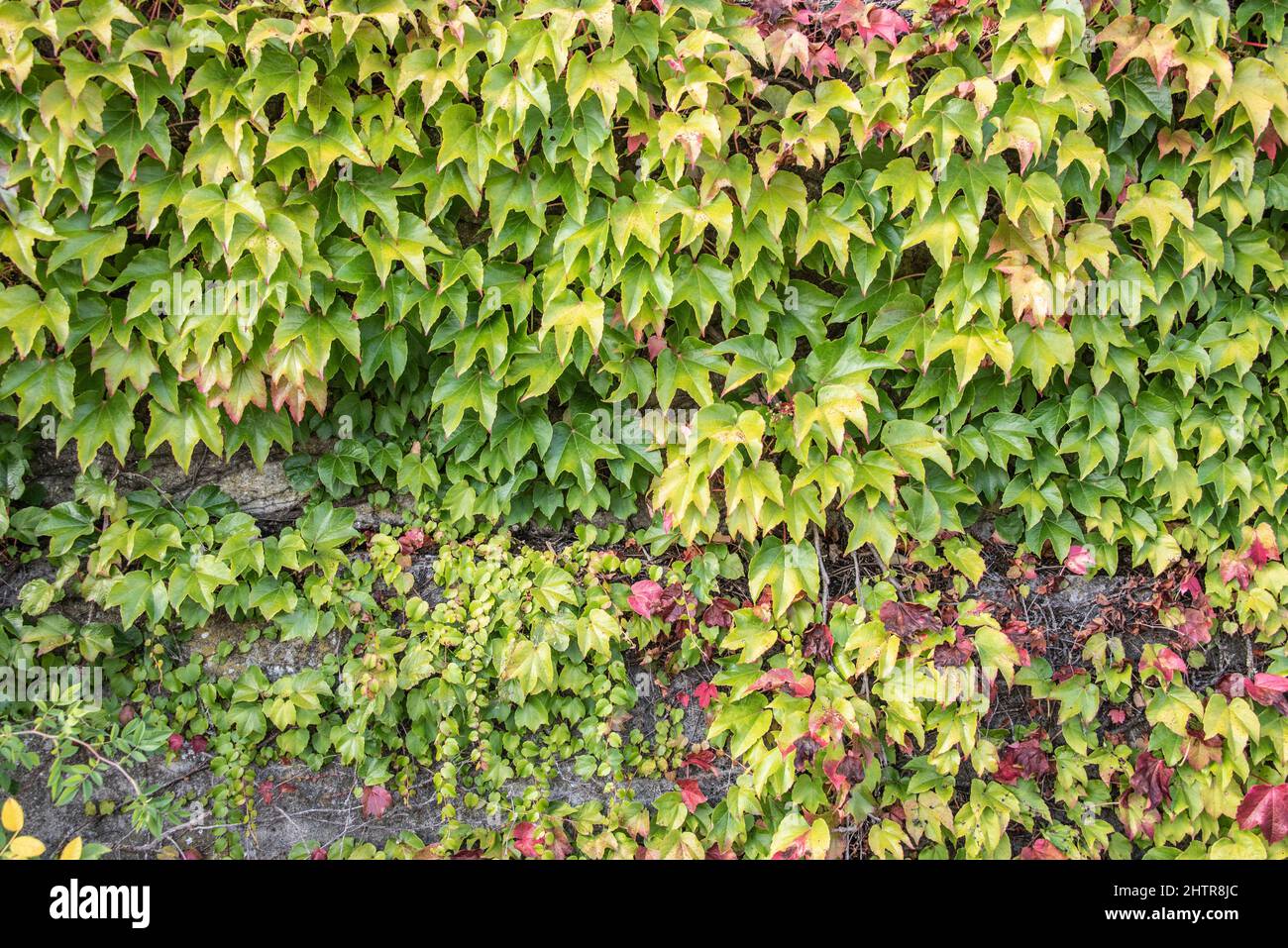 a climbing vine plant at a stone wall with green and red leaves Stock ...