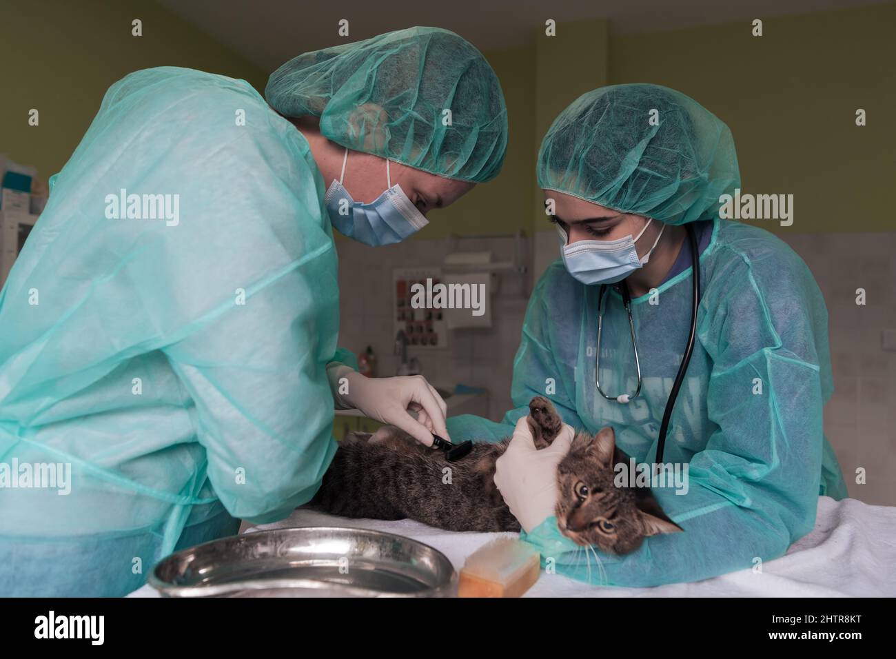 Shaving cat hi-res stock photography and images - Alamy