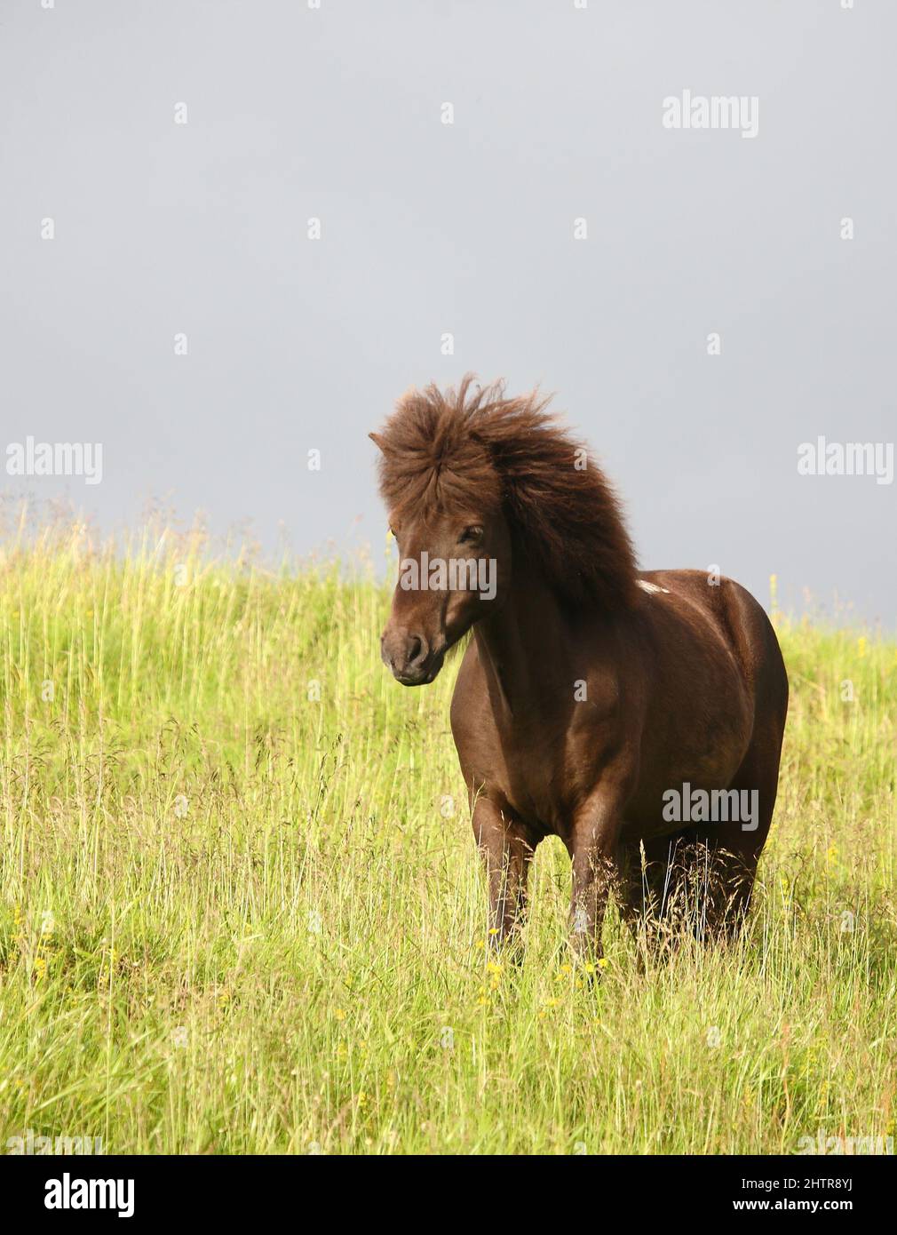 Islandpferd / Icelandic horse / Equus ferus caballus Stock Photo - Alamy