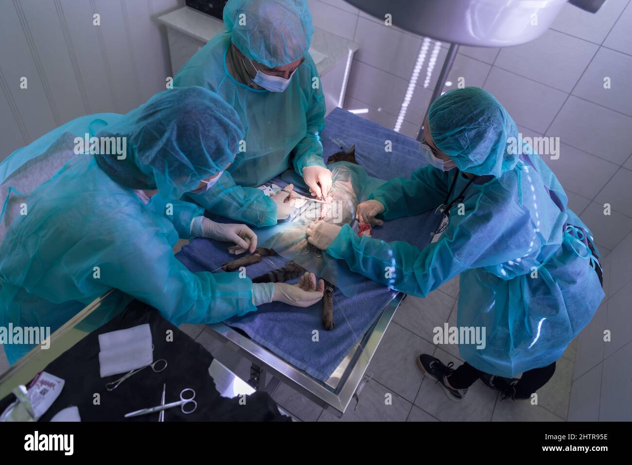 Real abdominal surgery on a cat in a hospital setting Stock Photo - Alamy