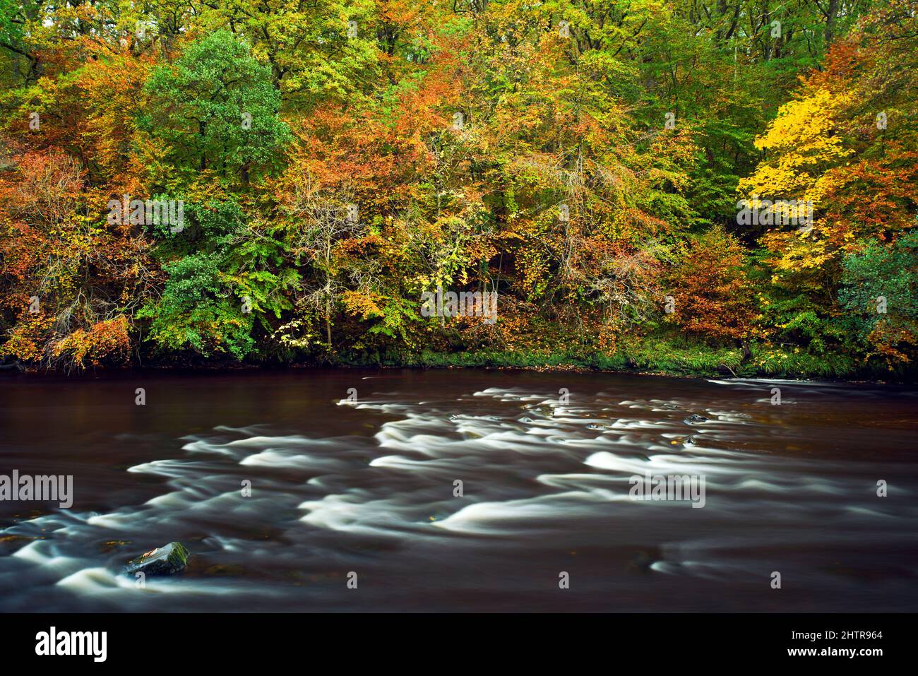 Autumn coloured tress on the banks of the River Ayr at Failford Gorge ...