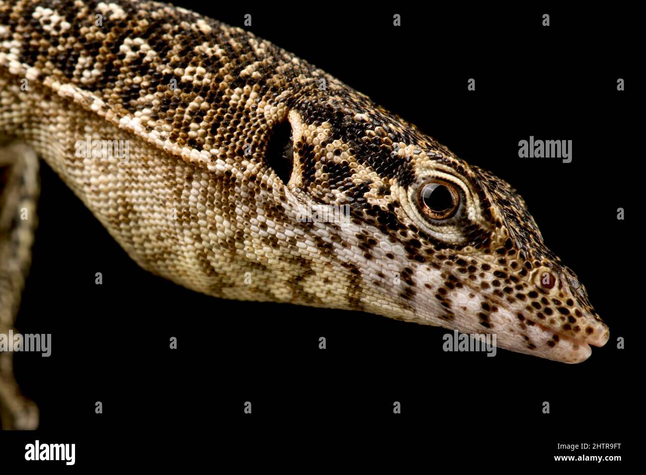Auffenbergs monitor (Varanus auffenbergi Stock Photo - Alamy