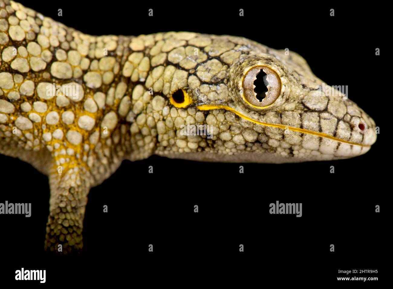 Western chameleon gecko (Eurydactylodes occidentalis Stock Photo - Alamy