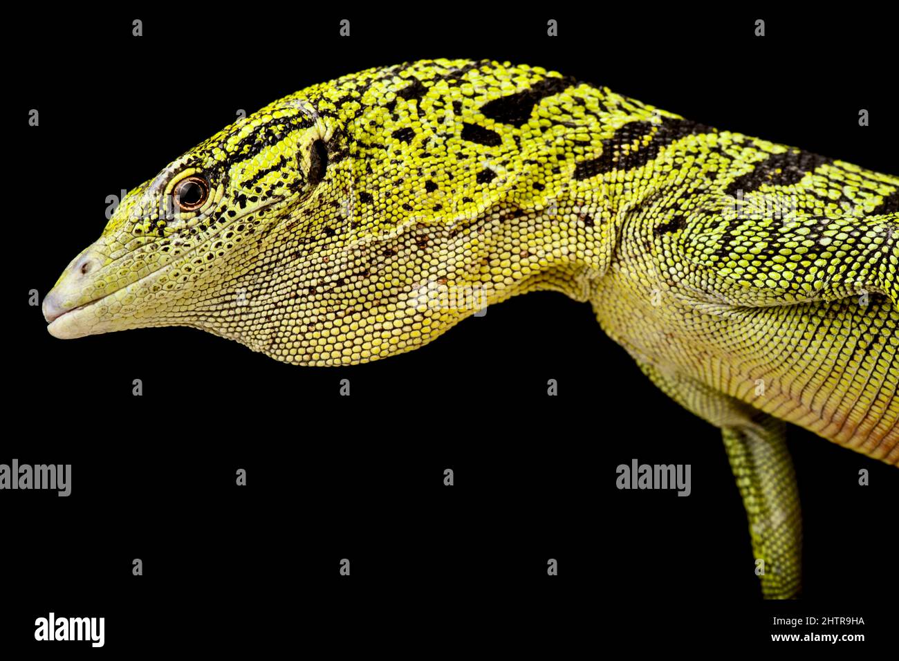 Yellow tree monitor (Varanus reisingeri Stock Photo - Alamy