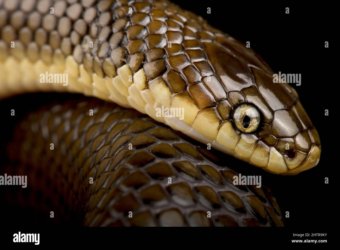 Paraphimophis rusticus hi-res stock photography and images - Alamy
