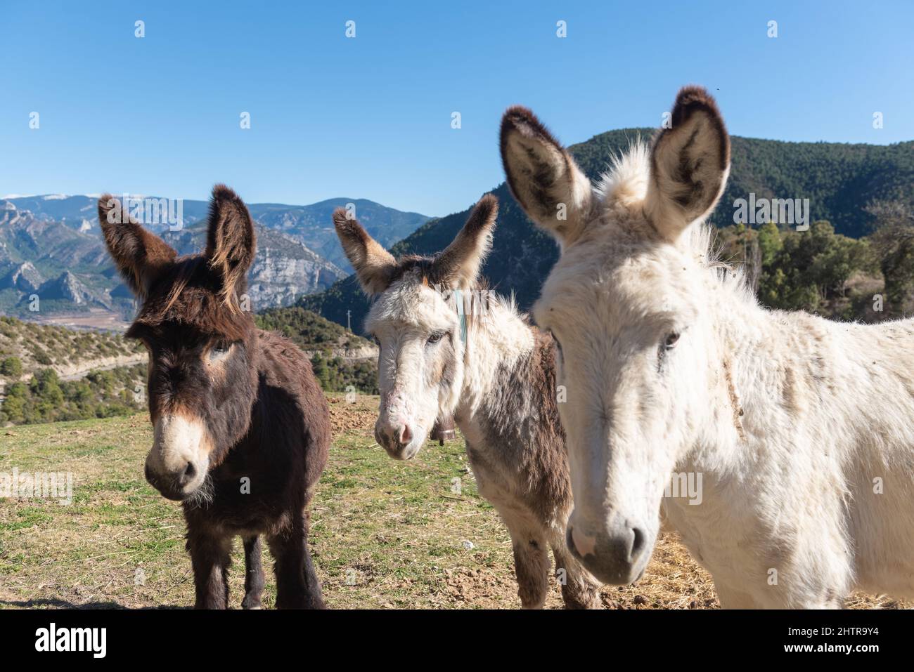 Catalan donkeys in the Pyrenees in Spain Stock Photo - Alamy