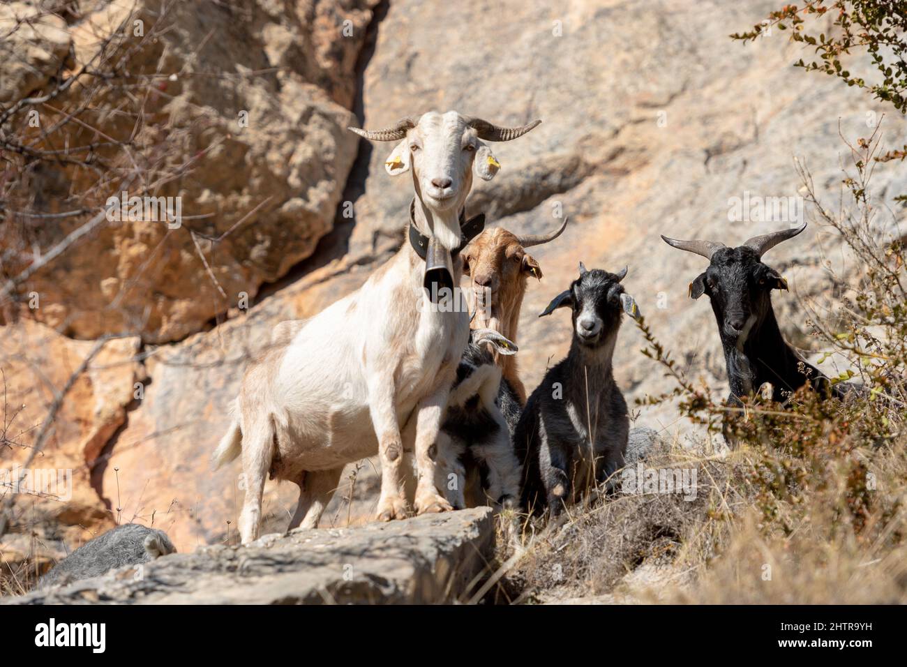 Wild goats in Organya in the mountains of the Catalan Pyrenees Stock ...