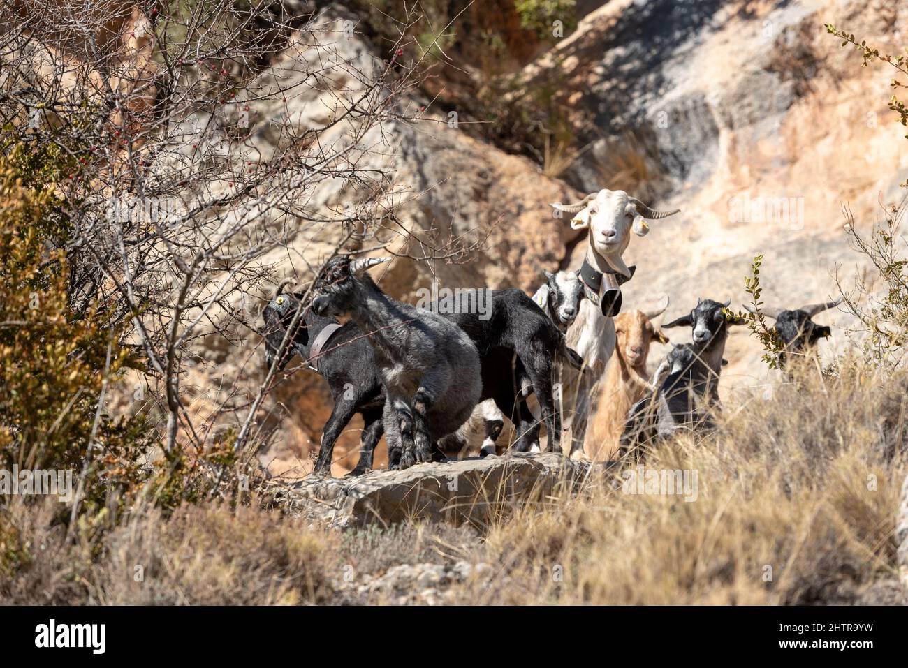 Wild goats in Organya in the mountains of the Catalan Pyrenees Stock ...