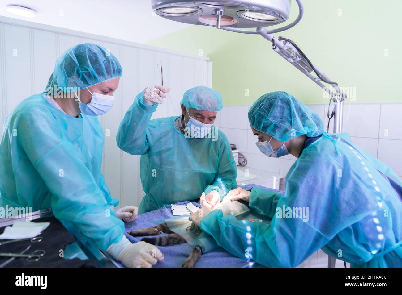 Real abdominal surgery on a cat in a hospital setting Stock Photo - Alamy