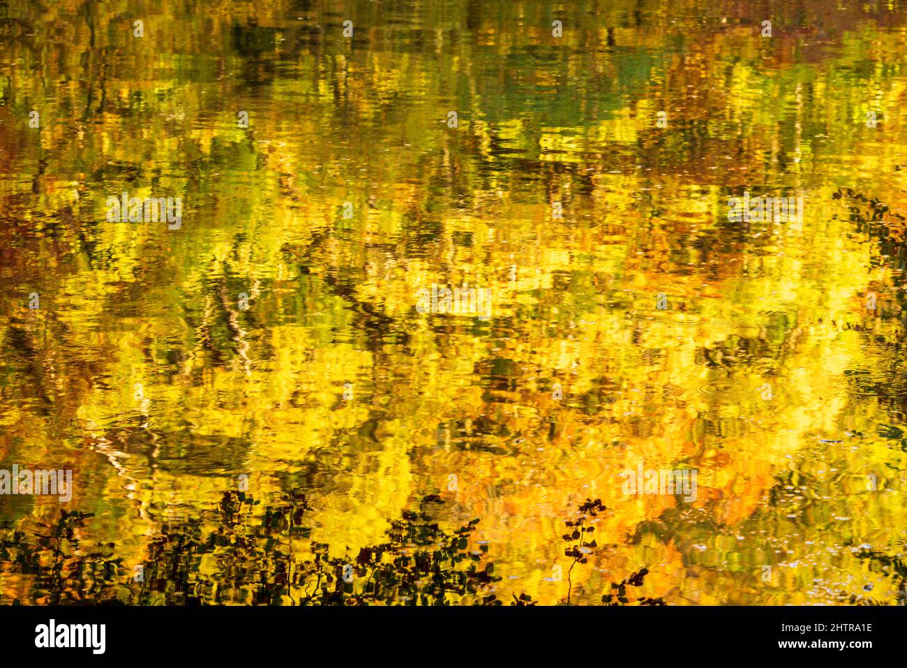 Trees with beautiful orange coloured leaves hi-res stock photography ...