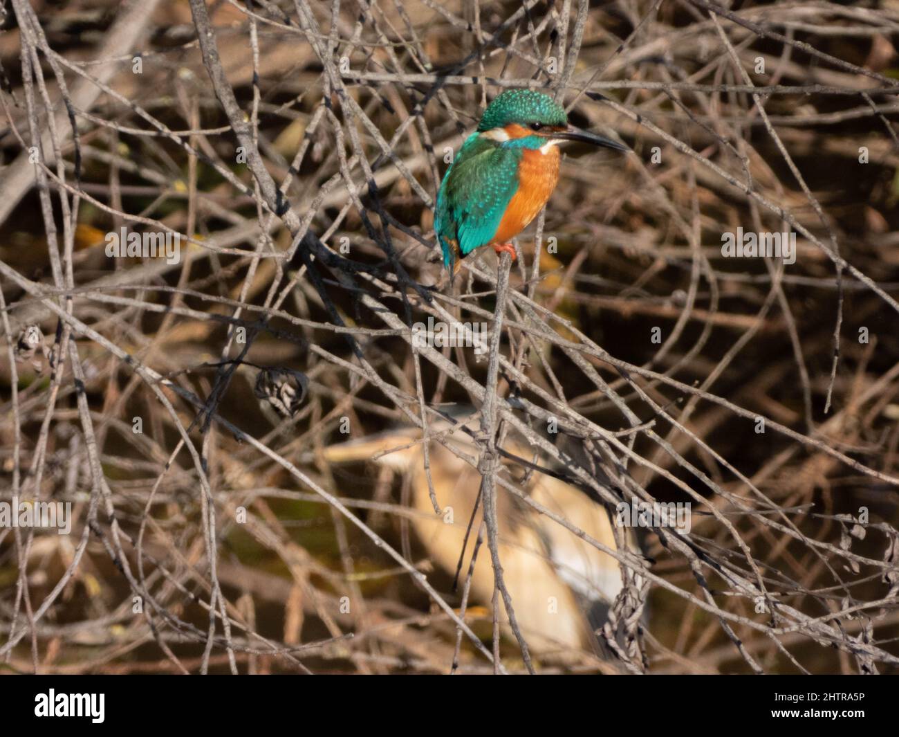 Common kingfisher standing on the tree branches Stock Photo - Alamy