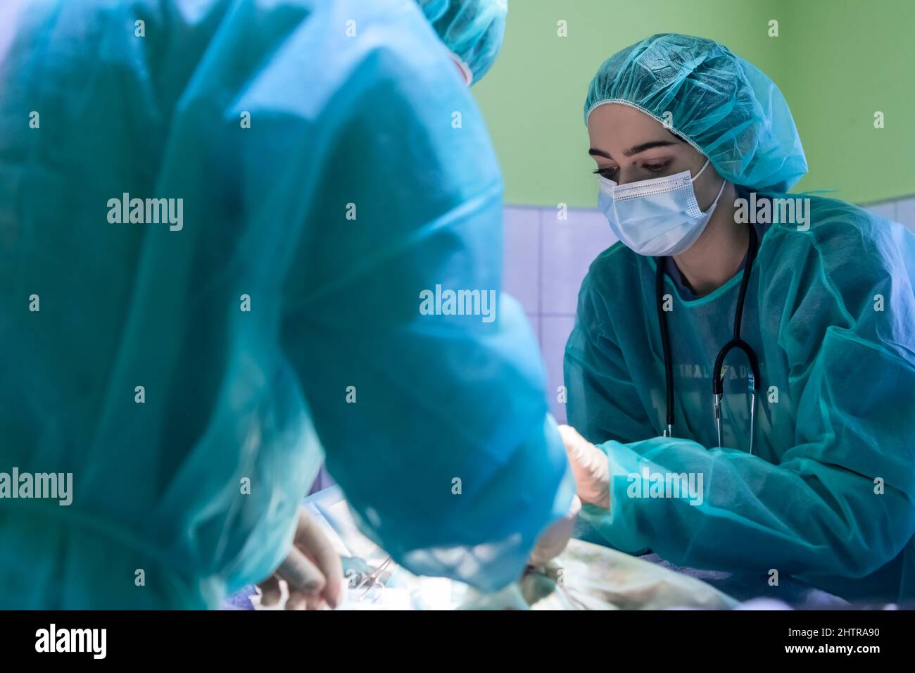 Real abdominal surgery on a cat in a hospital setting Stock Photo - Alamy