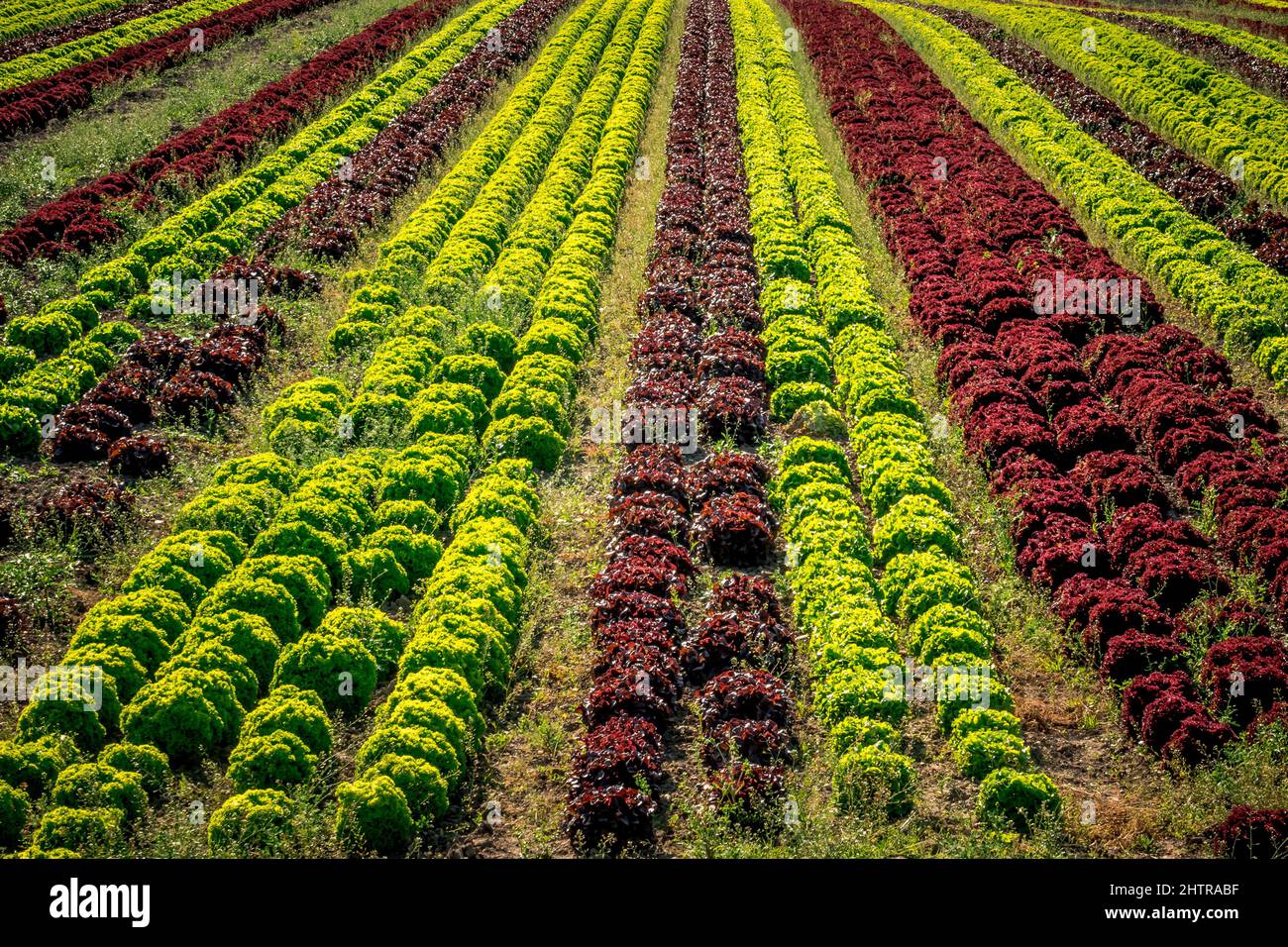 Colorful field of lettuce on a large agricultural field in Bavaria ...