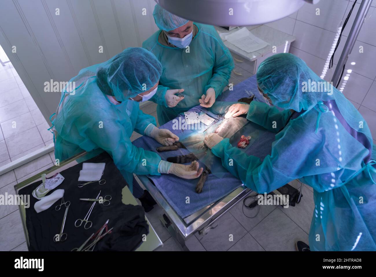 Real abdominal surgery on a cat in a hospital setting Stock Photo - Alamy