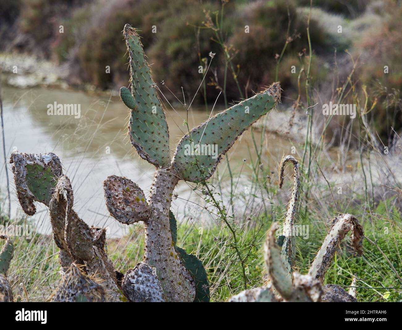 Closeup shot of a Prickly pear growing in nature close to the body of ...