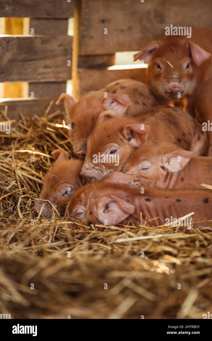 Gloucester Old Spot Tamworth Cross Rare Breed Piglet on Farm | Domestic ...