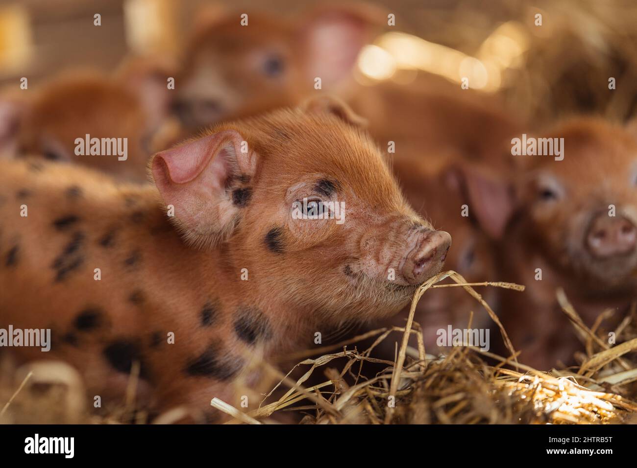 Gloucester Old Spot Tamworth Cross Rare Breed Piglet on Farm | Domestic ...