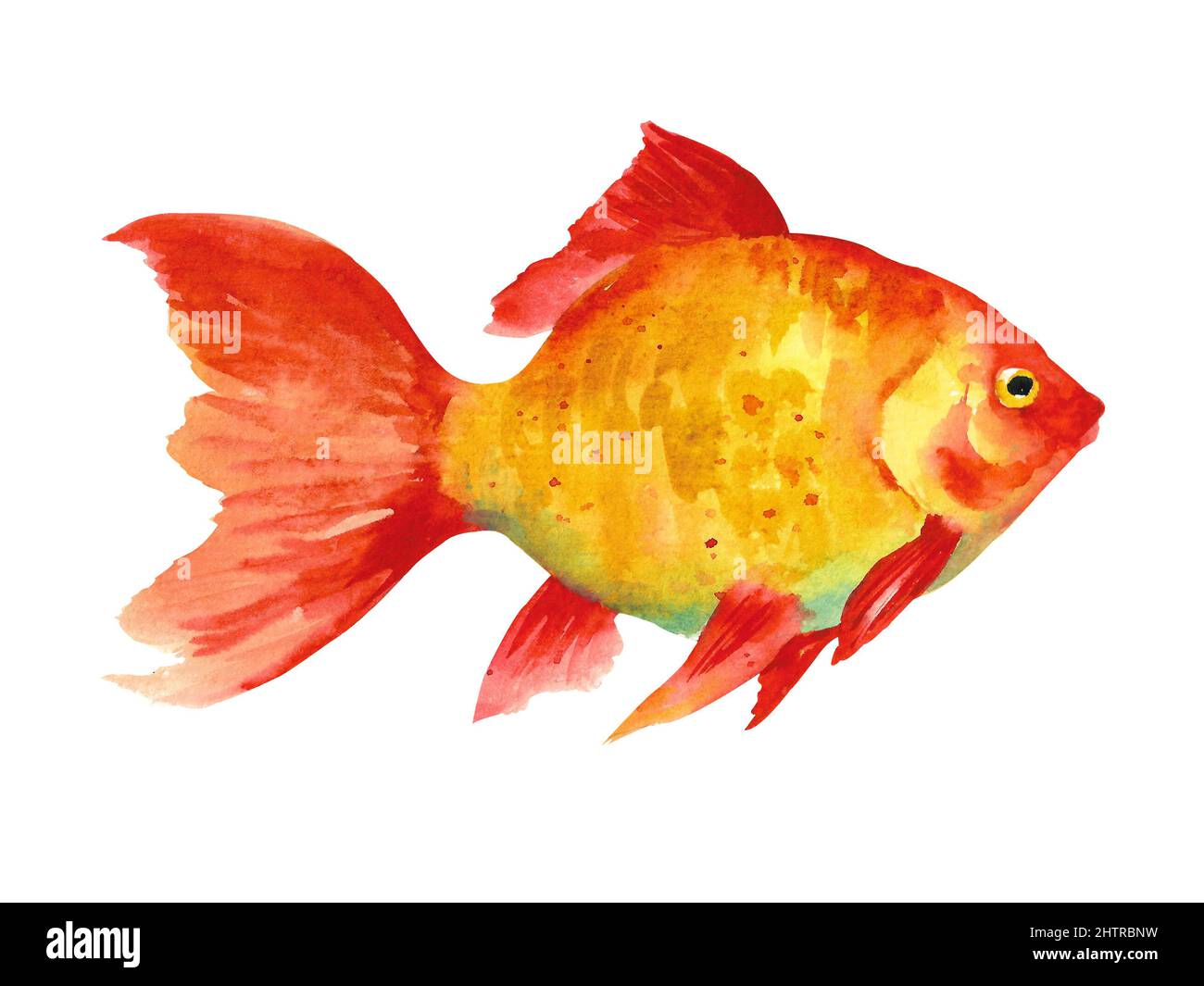 Watercolor fish. Hand draw gold fish illustration isolated on white ...