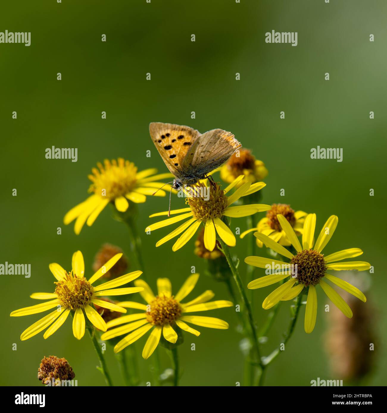 Small Cooper Butterfly Feeding on Ragwort Stock Photo - Alamy