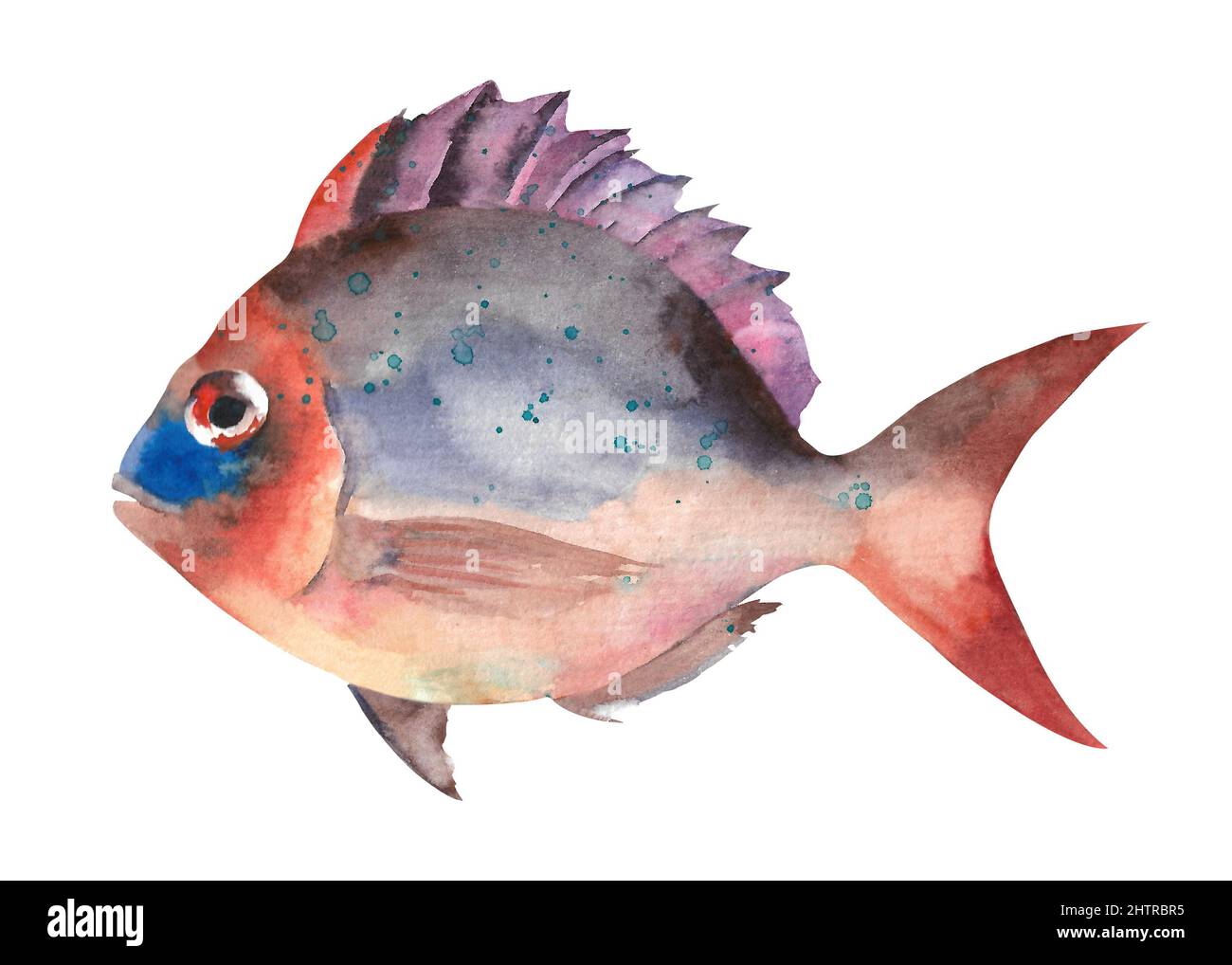Watercolor fish. Hand draw tropical fish illustration isolated on white ...