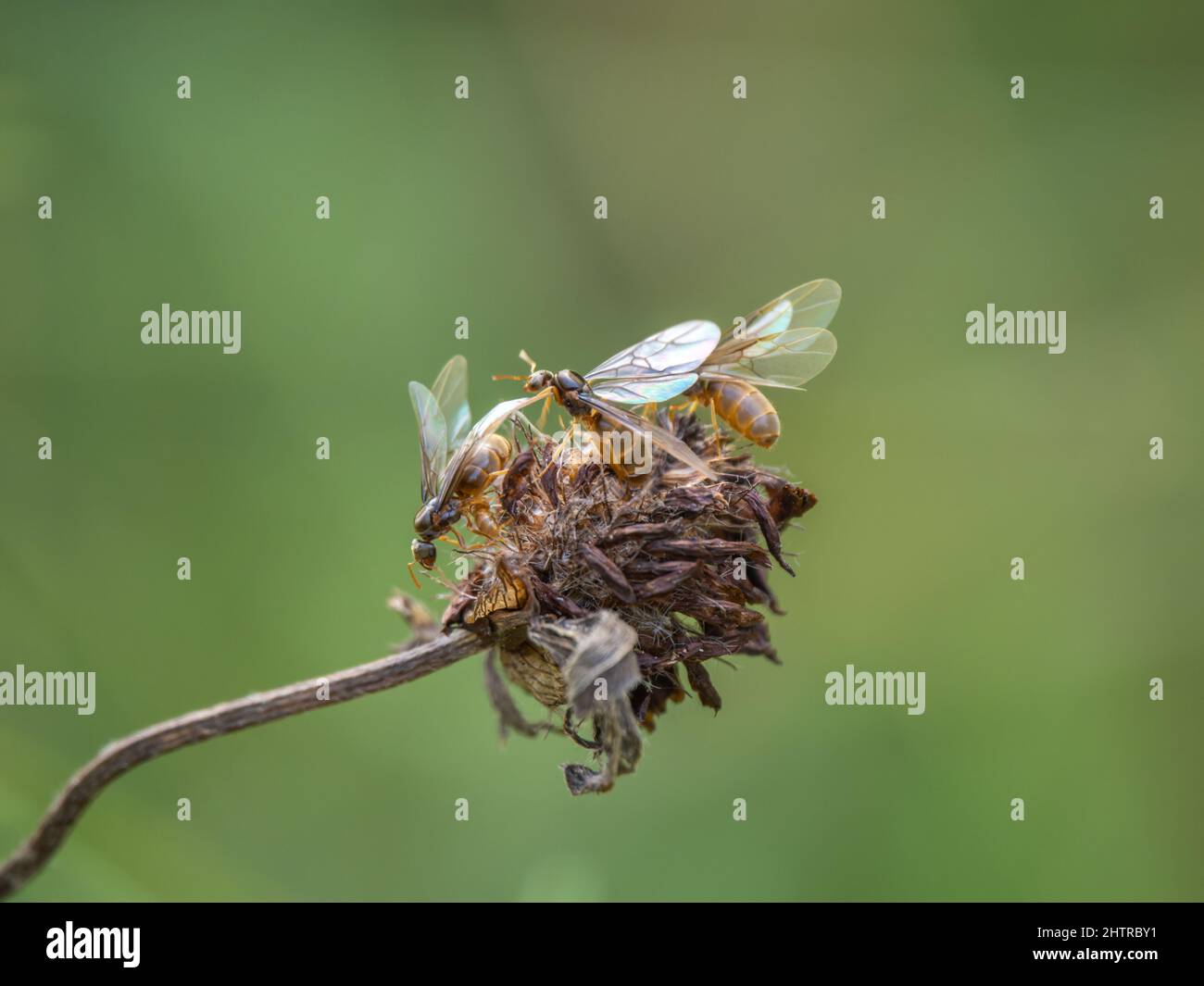 Flying ants england hi-res stock photography and images - Alamy