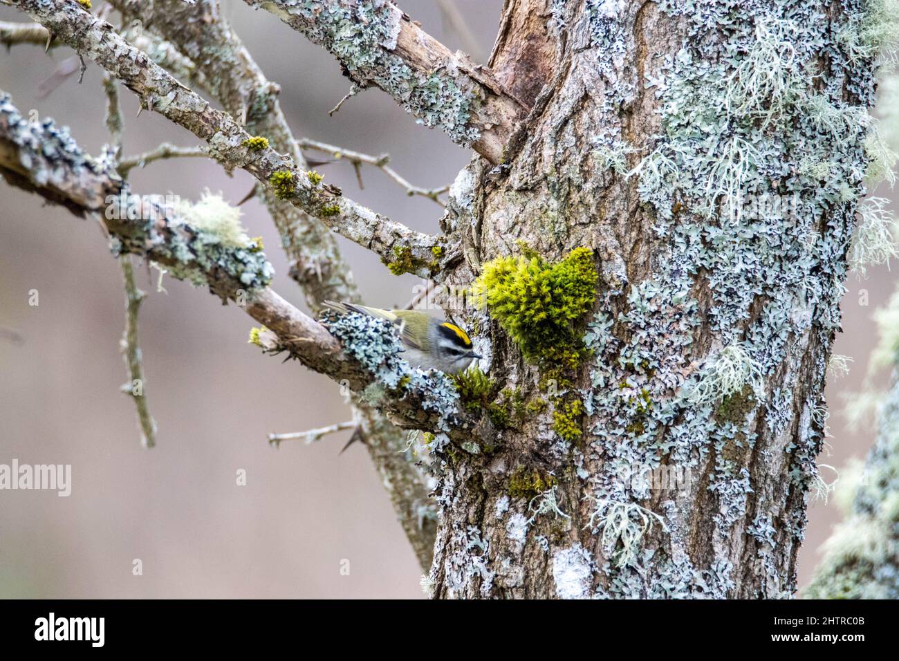 Closeup of a Rifleman on a tree Stock Photo - Alamy