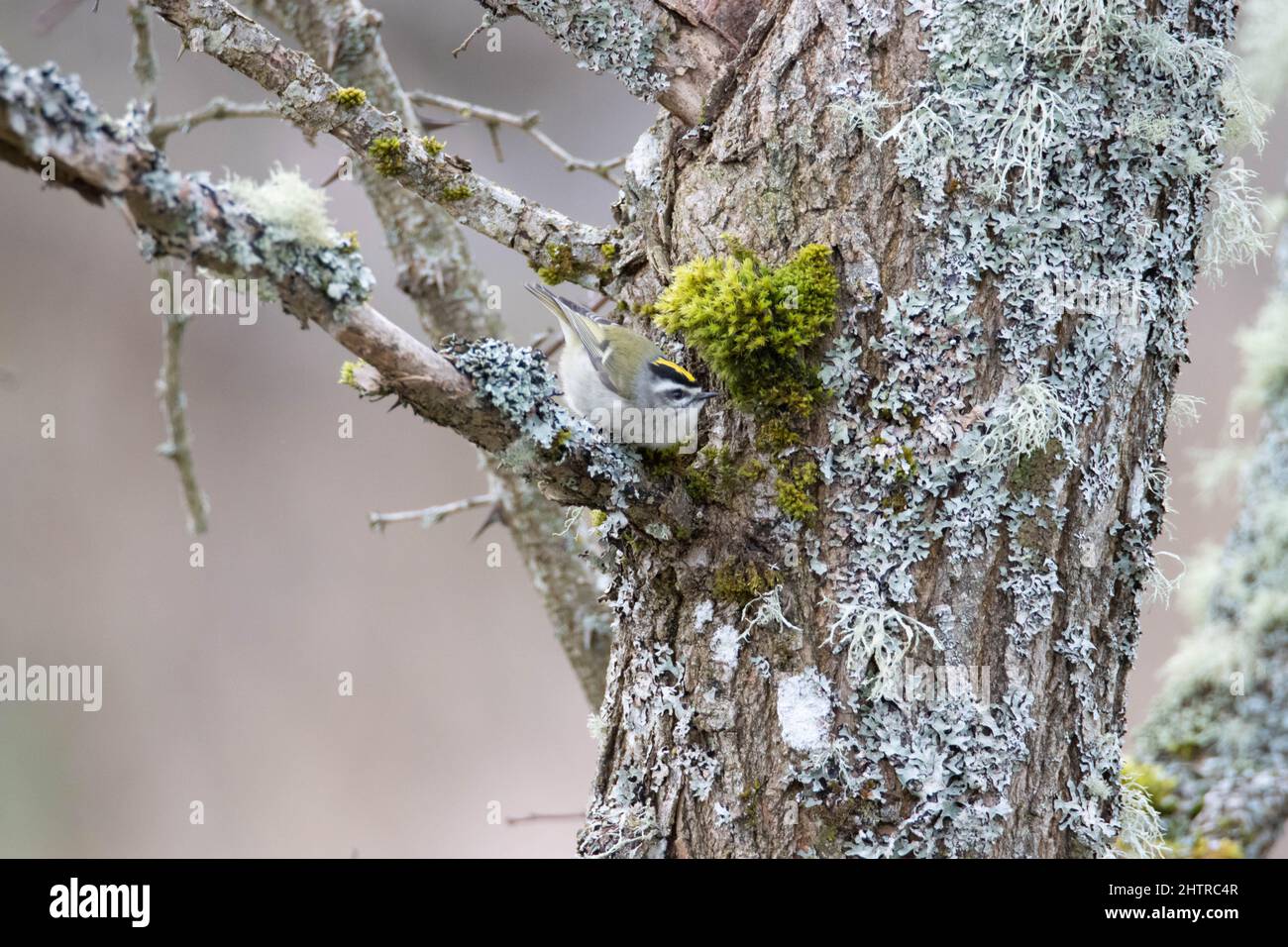 Rifleman bird hi-res stock photography and images - Alamy