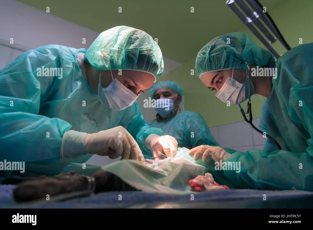 Real abdominal surgery on a cat in a hospital setting Stock Photo - Alamy