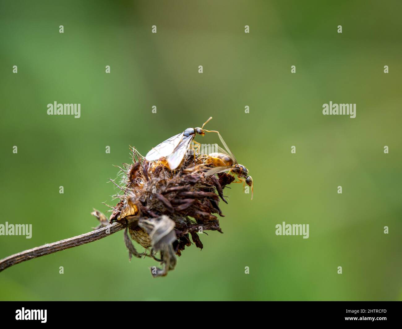 Flying Yellow Meadow Ants on a Dead Clover Flower Head Stock Photo - Alamy