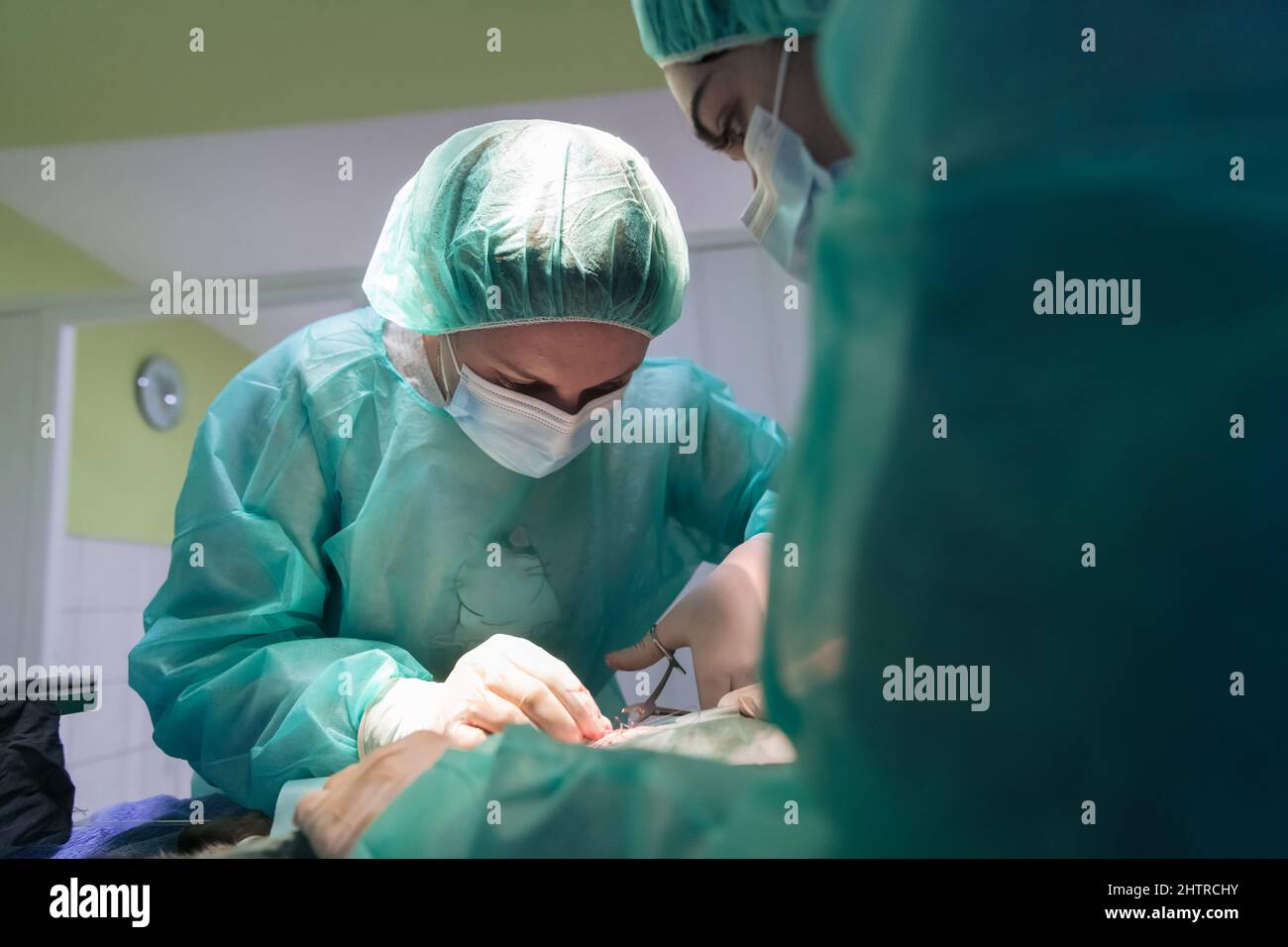 Real abdominal surgery on a cat in a hospital setting Stock Photo - Alamy