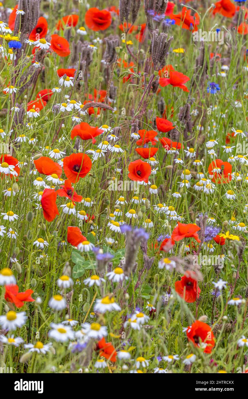 Wild flower garden, wildflowers, poppy, daisy, cornflower Stock Photo ...