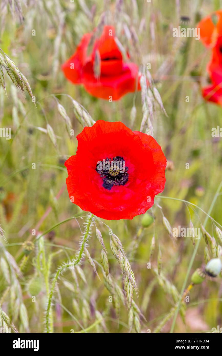Red poppy flower with grass hi-res stock photography and images - Alamy
