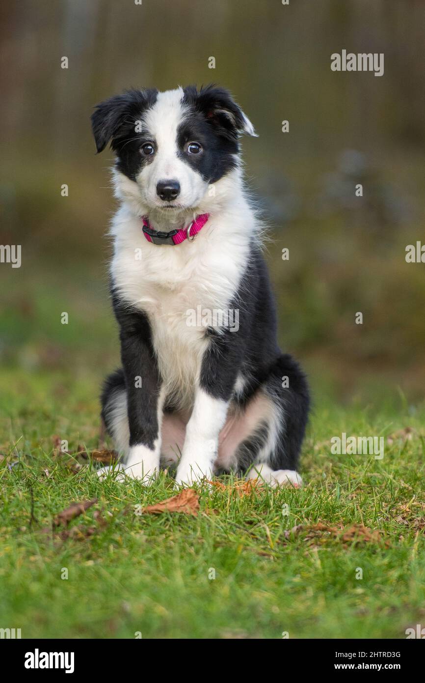 Border collie puppy in a spring meadow Stock Photo - Alamy