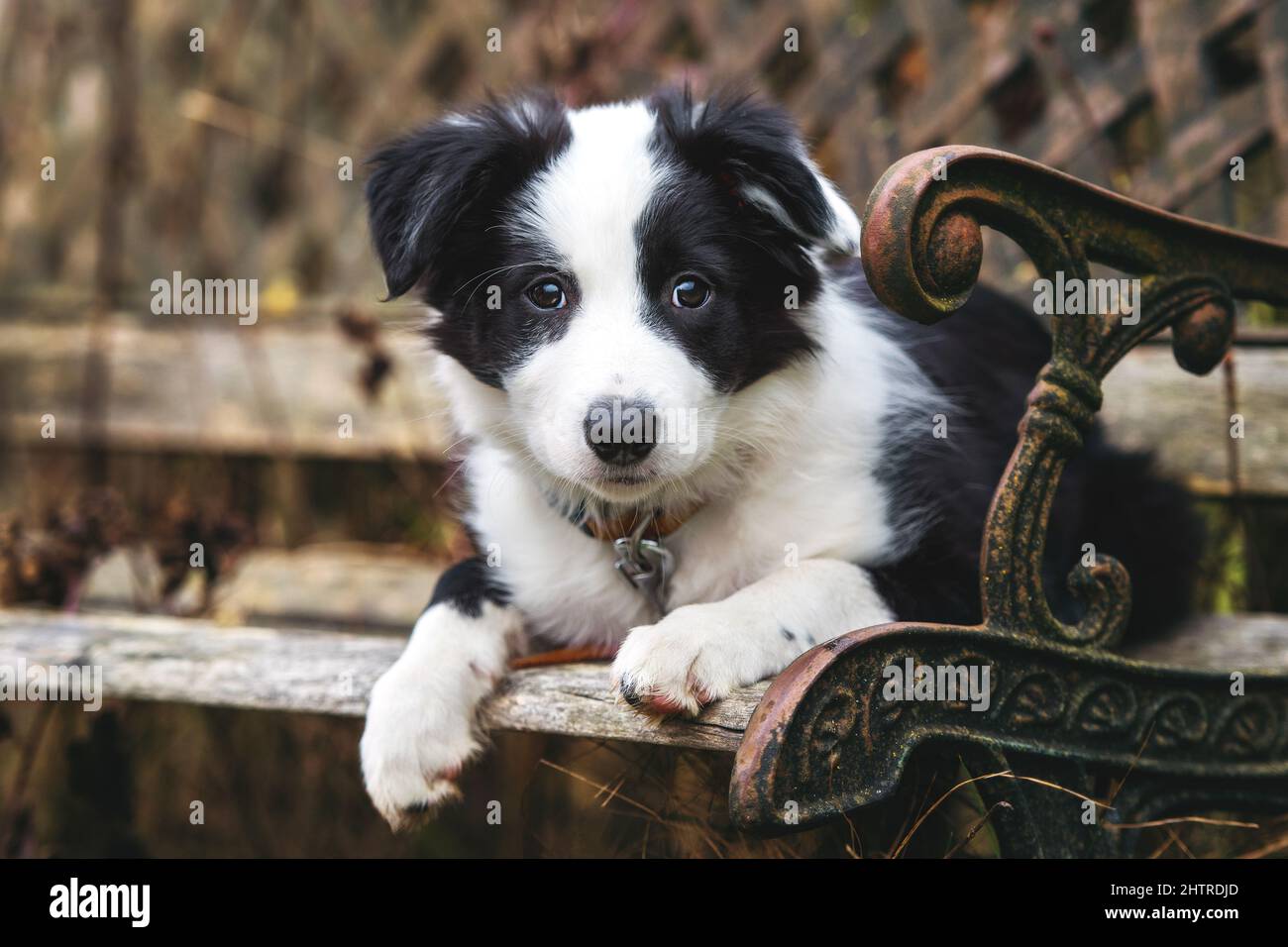 Border collie puppy on a park bench Stock Photo - Alamy