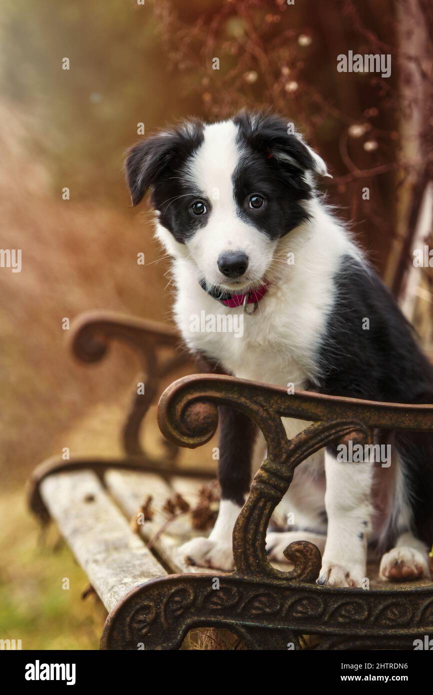 Border collie puppy on a park bench Stock Photo - Alamy