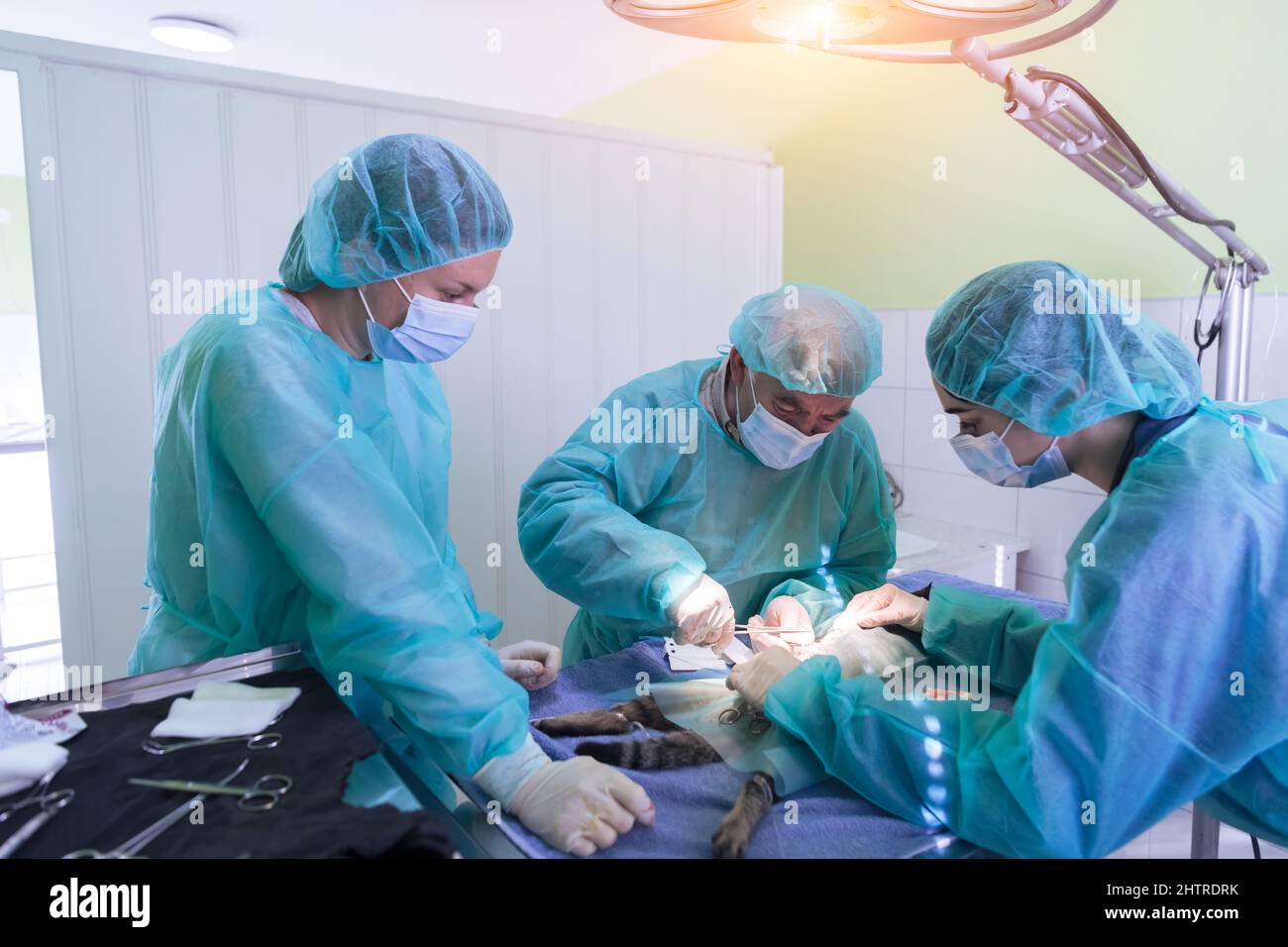 Real abdominal surgery on a cat in a hospital setting Stock Photo - Alamy