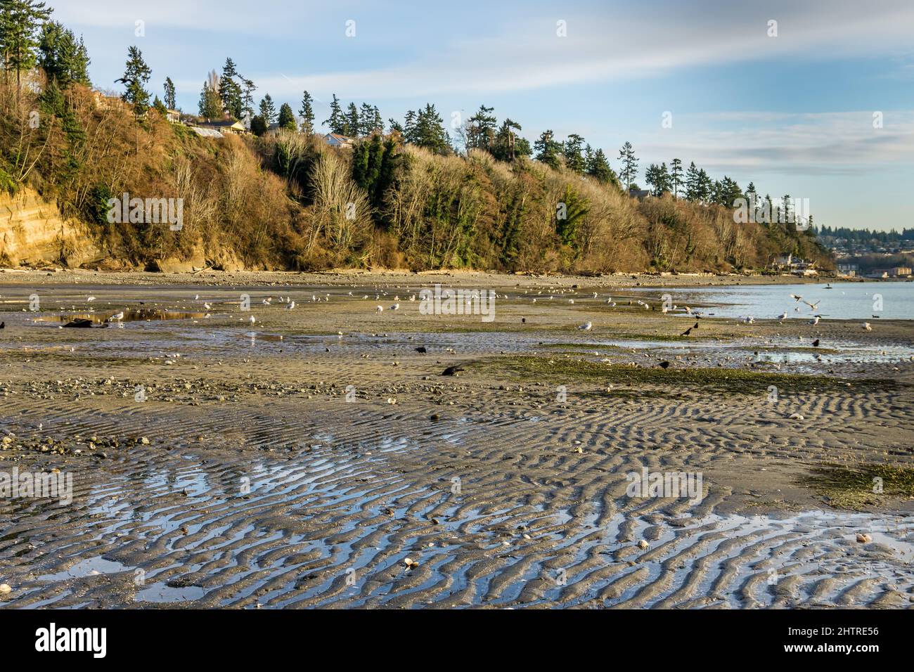 The shoreline at Saltwater State Park in Des Moines, Washington Stock ...