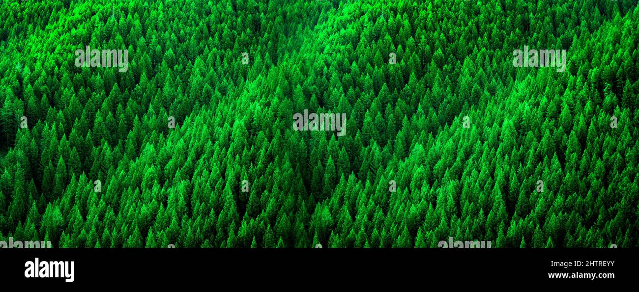 Forest of pine trees in wilderness mountains rugged lush green forrest ...