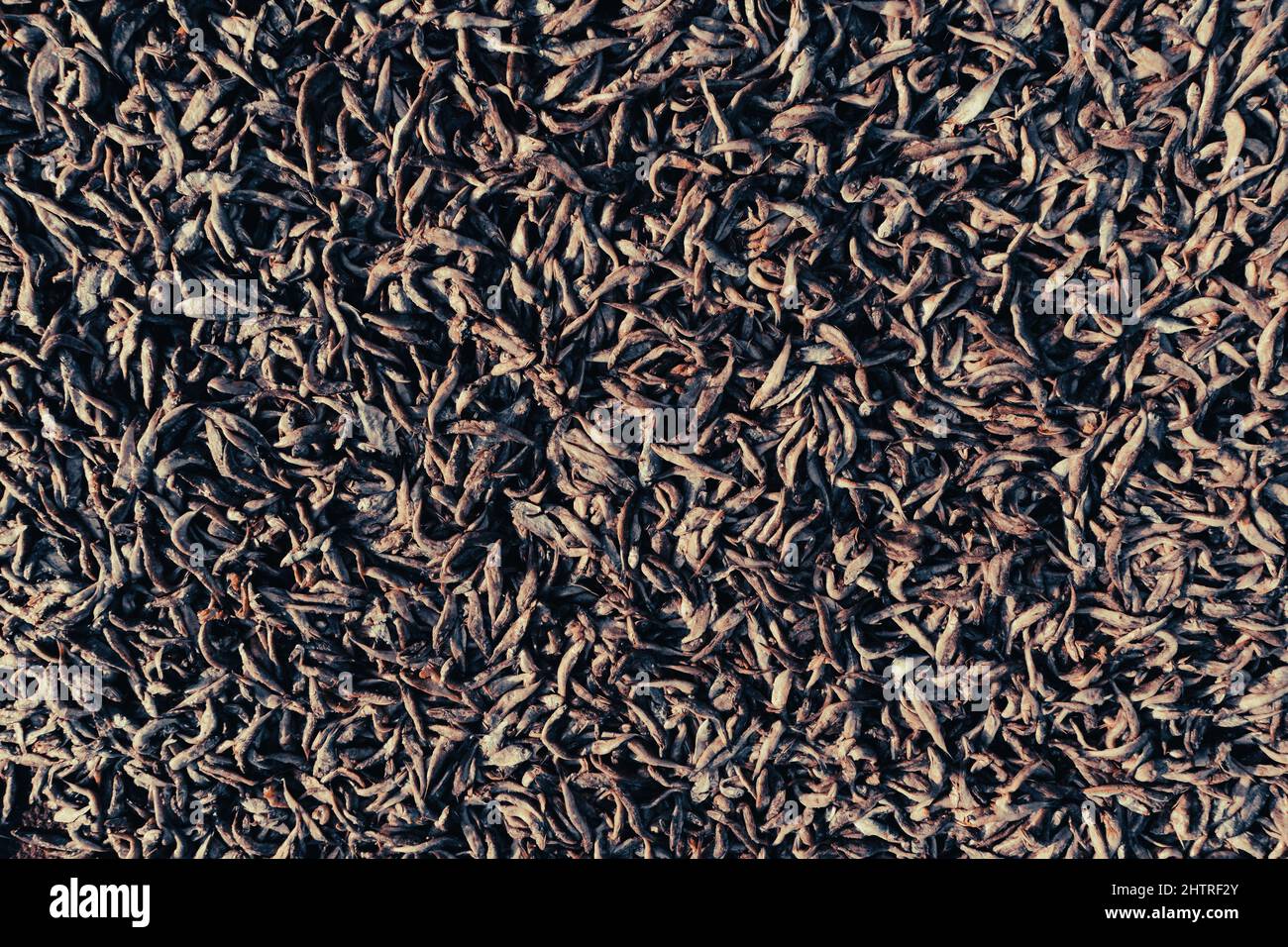 Photo of piles of fish Stock Photo - Alamy