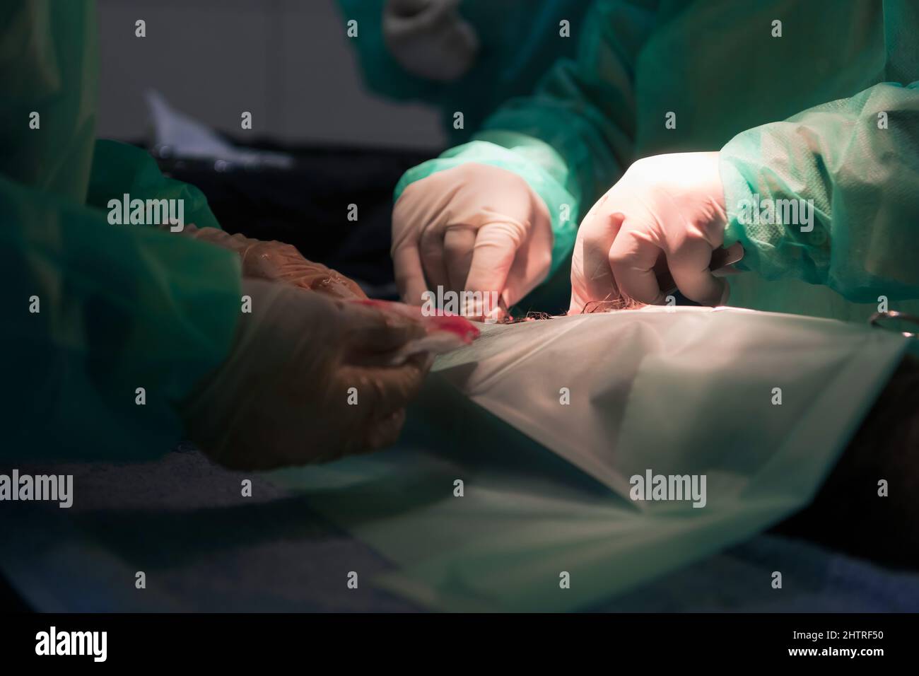 A surgeon and veterinarians team performing castration or sterilization ...